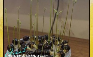 龙眼核能种出盆栽吗_龙眼核盆栽多久发芽