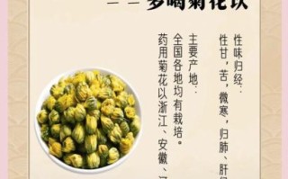 菊花茶的功效与作用_菊花茶怎么喝才正确