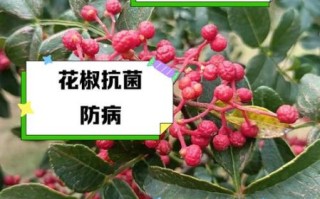 长期吃花椒的坏处_花椒吃多了有什么副作用