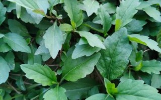 马兰头别名有哪些_马兰头别名叫什么