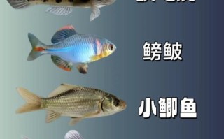 淡水野生小鱼品种有哪些_如何分辨常见种类