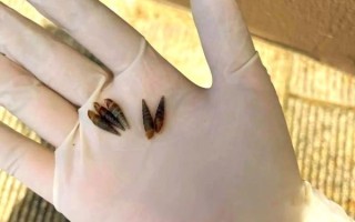 钉螺的危害有哪些_钉螺传播血吸虫病吗