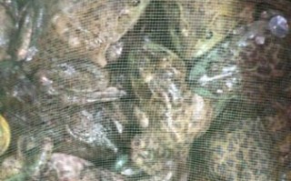 牛蛙图片多少钱一斤_牛蛙批发价格行情