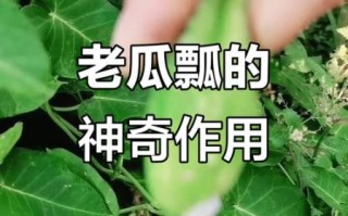 老鸹瓢怎么吃_老鸹瓢的功效与作用