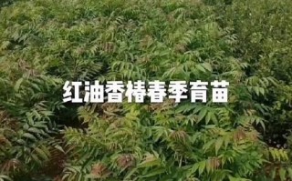 香椿树苗批发价格_哪里买便宜
