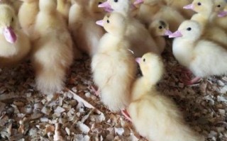 番鸭苗图片怎么挑选_番鸭苗价格多少钱一只