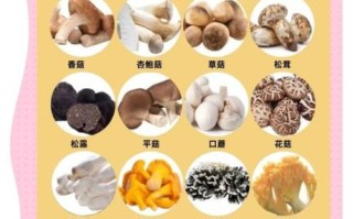 松茸怎么吃最好_松茸保存多久不变味
