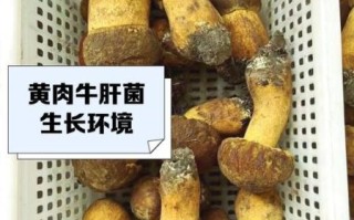 牛肝菌多少钱一斤_新鲜牛肝菌价格走势