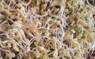 绿豆芽图片大全_绿豆芽怎么发才粗壮