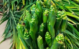 黄姜花怎么吃_黄姜花食用方法