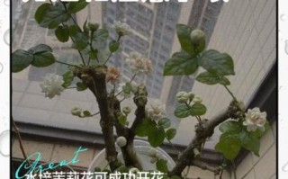 茉莉花怎么养_茉莉花养殖注意事项