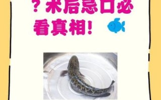 黑鱼是发物吗_术后能吃黑鱼吗