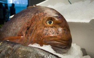 鲔鱼怎么读_鲔鱼是什么鱼