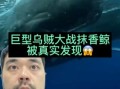 巨型乌贼吃抹香鲸_是真的吗