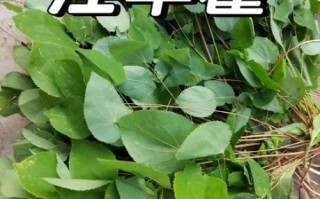 长期吃淫羊藿的副作用_安全服用多久