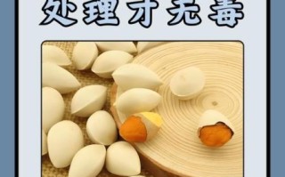 长期吃白果有何副作用_白果中毒症状多久出现