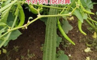 野丝瓜有什么功效_野丝瓜能治疗哪些病