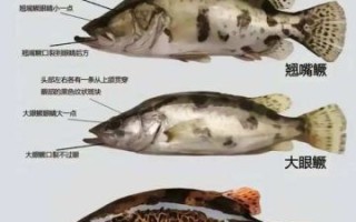 鳜鱼什么时候开口_鳜鱼一天中最佳觅食时间
