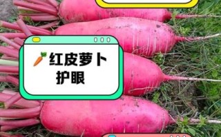 红皮萝卜怎么做好吃_红皮萝卜的家常做法