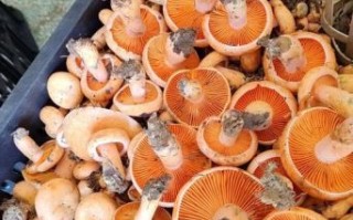 野生黄丝菌有毒吗_如何辨别安全食用