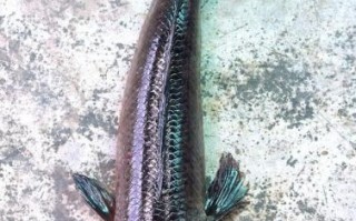 黑鱼又叫什么鱼_黑鱼别名叫什么