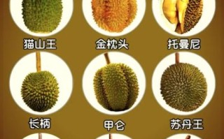 猫山王榴莲和金枕头榴莲区别_哪个更好吃