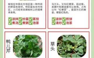 野菜有哪些可以吃_安全识别与做法