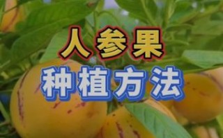 人参果怎么种植_人参果种植条件