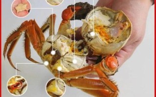 螃蟹怎么吃图解_螃蟹哪些部位不能吃