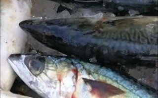 马鲛鱼和青占鱼的区别_哪个更好吃