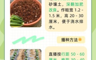 黄秋葵什么时候种_黄秋葵种植时间怎么选