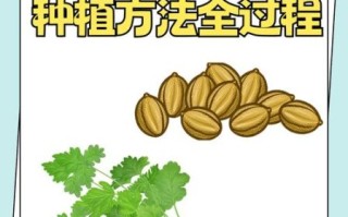 香菜怎么种_香菜种植时间和方法