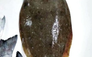 鲽鱼和碟鱼一样吗_鲽鱼与碟鱼的区别