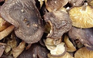 野生香菇多少钱一斤_哪里买正宗