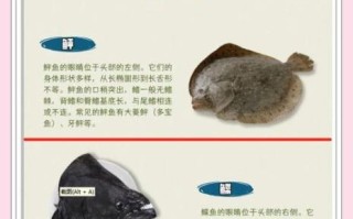 鲆鱼怎么做好吃_鲆鱼价格多少钱一斤