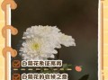 白菊花图片_白菊花花语是什么