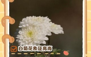 白菊花图片_白菊花花语是什么