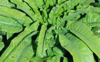 莴苣和生菜的区别_油麦菜是生菜吗