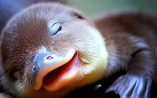 鸭嘴兽是什么动物_鸭嘴兽有毒吗