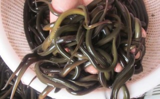 黄鳝鱼苗批发价格_黄鳝鱼苗哪里买靠谱