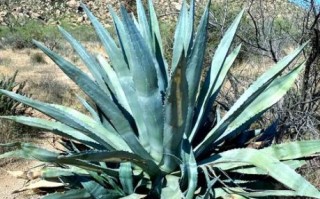 龙舌兰花怎么养_龙舌兰花多久开花