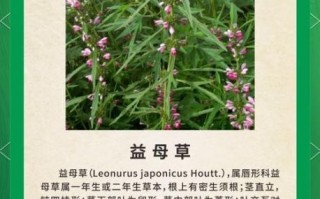 益母草的功效与作用_益母草怎么吃效果最好