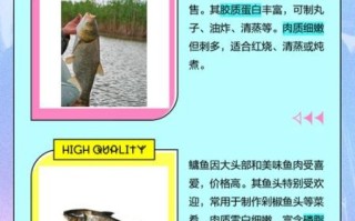 鲢鳙图片怎么分辨_鲢鳙和鳙鱼图片区别