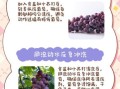 怎么洗葡萄_葡萄怎么洗干净