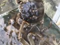 洪泽湖大闸蟹怎么挑_洪泽湖大闸蟹什么时候最肥