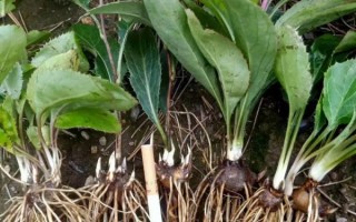 苍术种植技术及亩收益_一亩地能赚多少钱