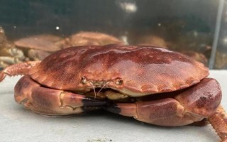 面包蟹清蒸还是水煮_哪个更鲜