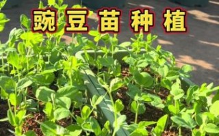 豌豆发芽图片_如何正确种植