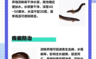 泥鳅养殖新技术_如何提高成活率