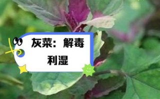 灰菜能吃吗_灰菜怎么吃才安全